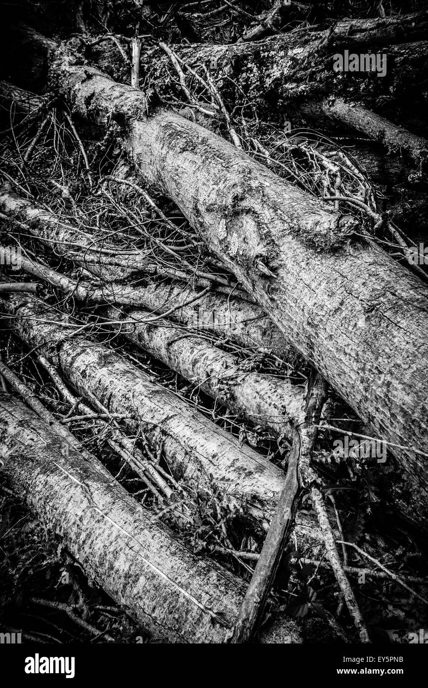 Dead wood logs hi-res stock photography and images - Alamy