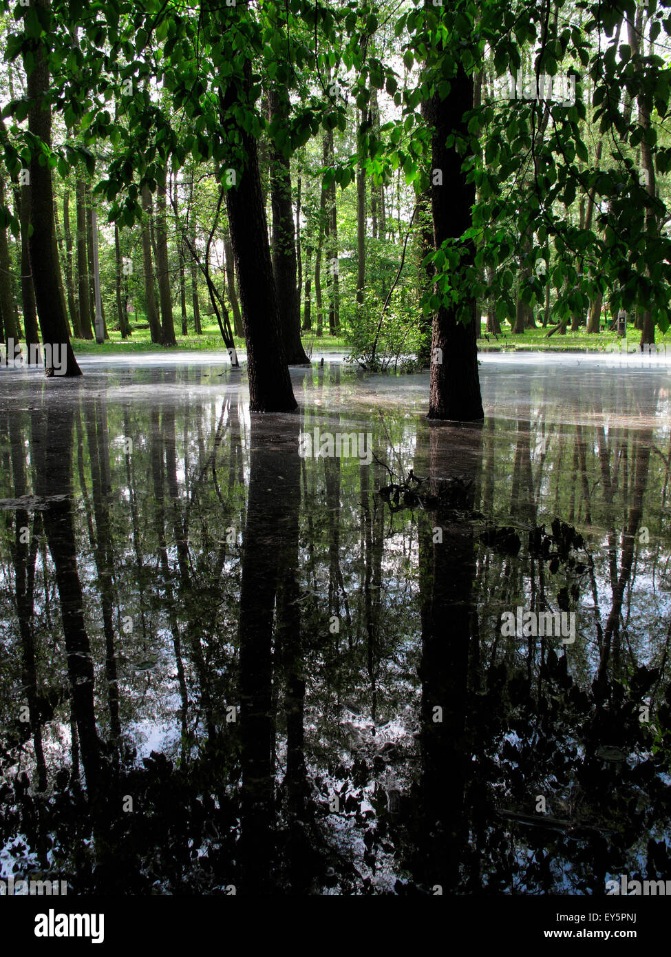 Trees under water Stock Photo - Alamy