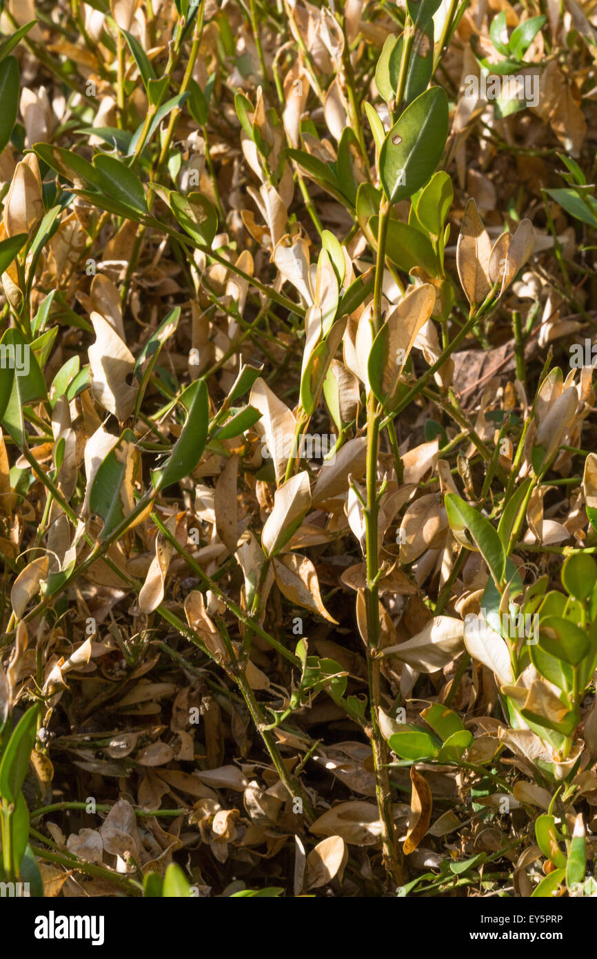 Common box damaged by box tree moth in a garden Stock Photo - Alamy