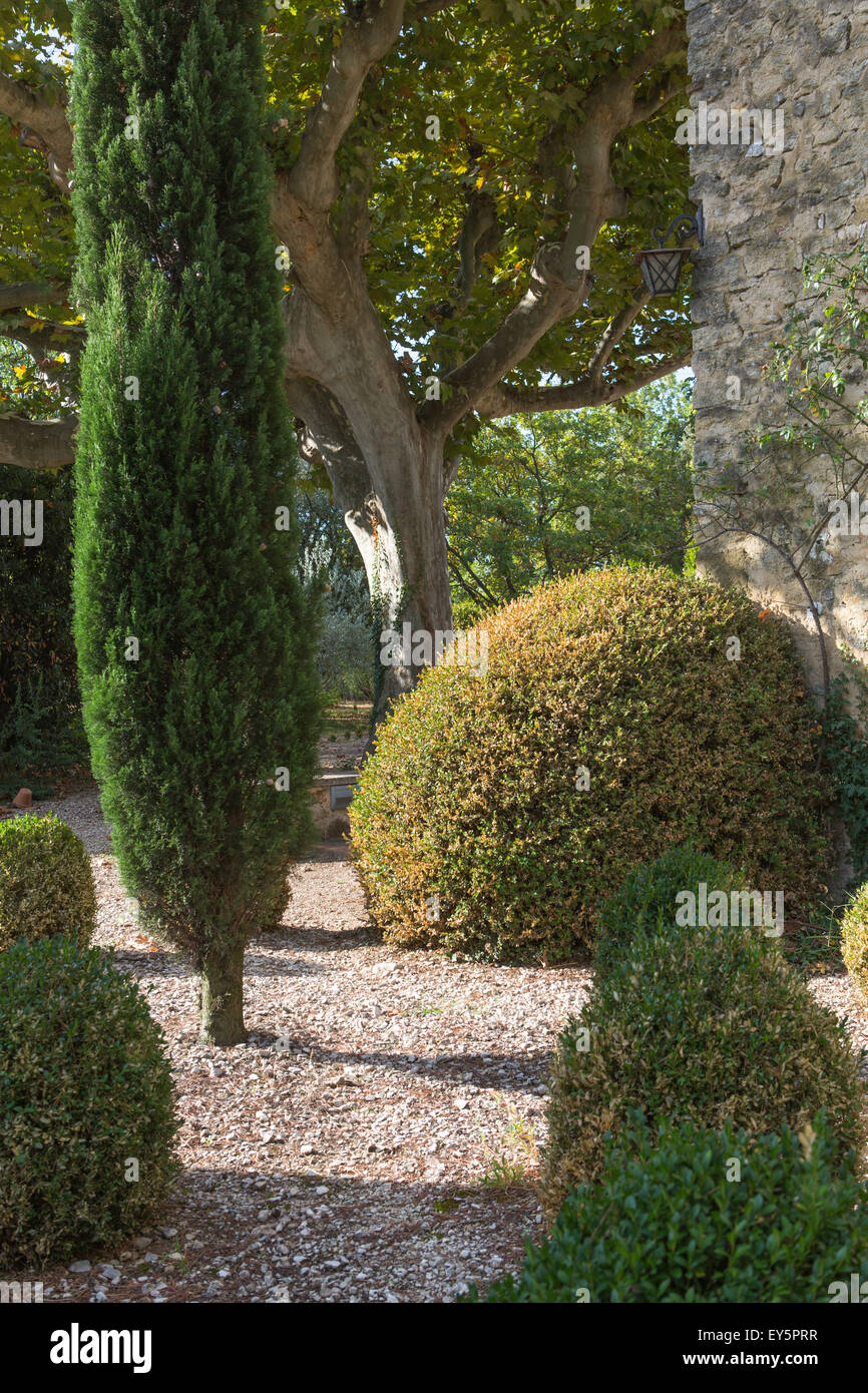 Common box damaged by box tree moth in a garden Stock Photo - Alamy