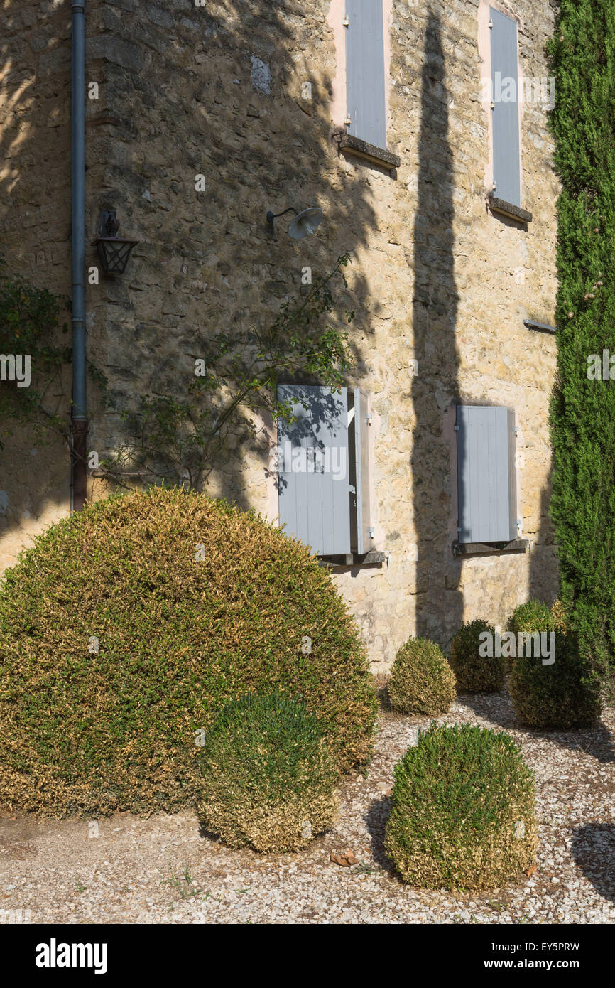 Common box damaged by box tree moth in a garden Stock Photo - Alamy