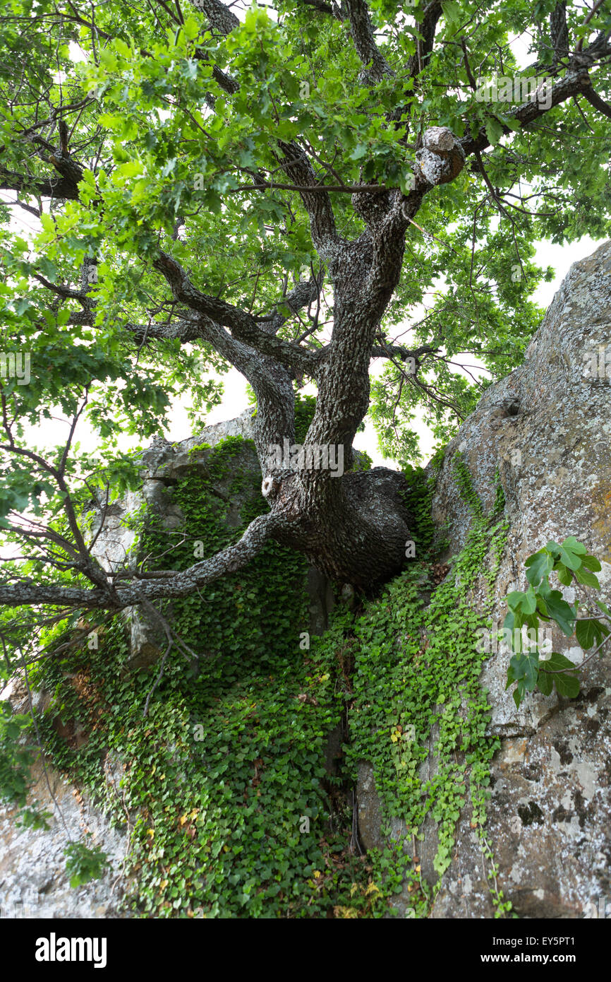 Oak growing between 2 rocks Stock Photo - Alamy