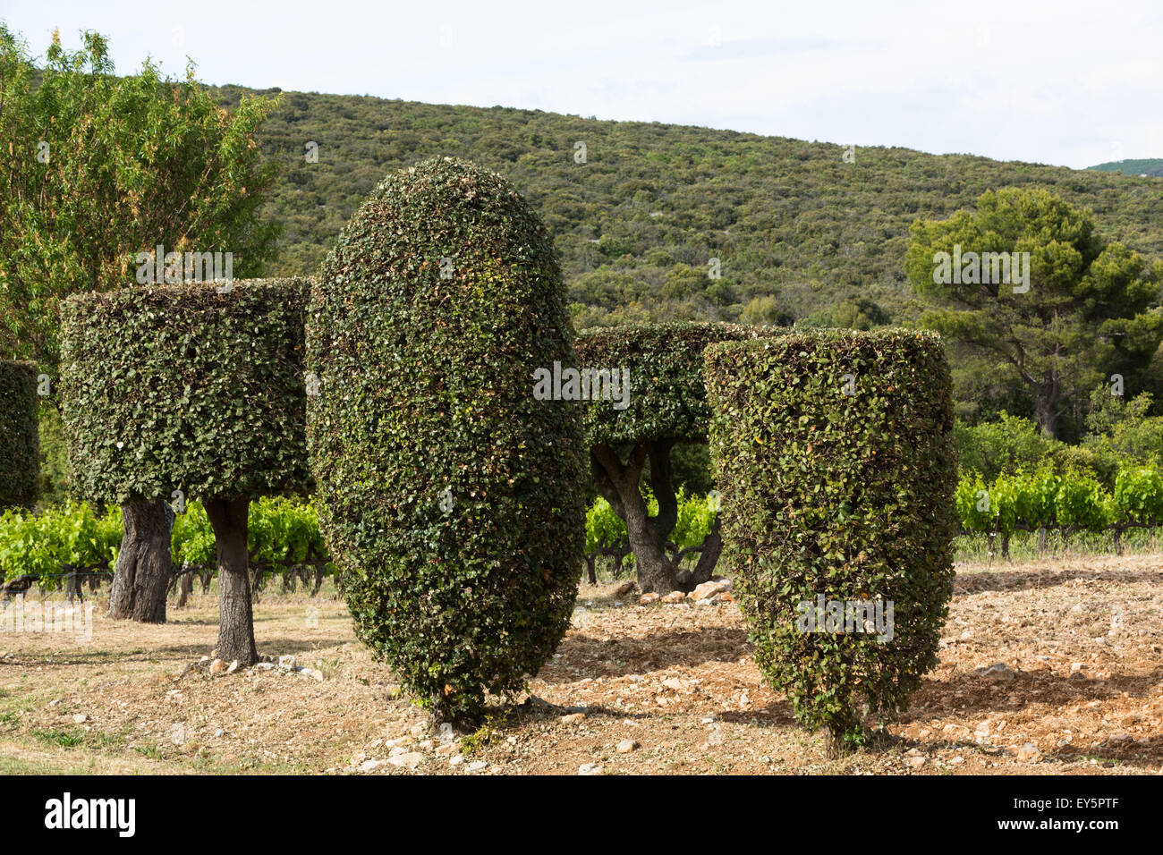 Topiaries of holly oak in the Luberon - France Stock Photo - Alamy