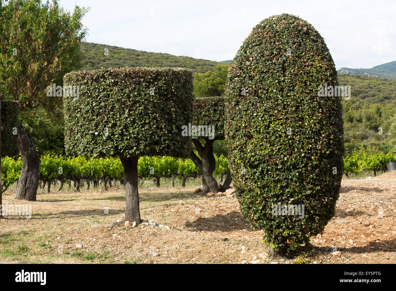 Topiaries of holly oak in the Luberon - France Stock Photo - Alamy