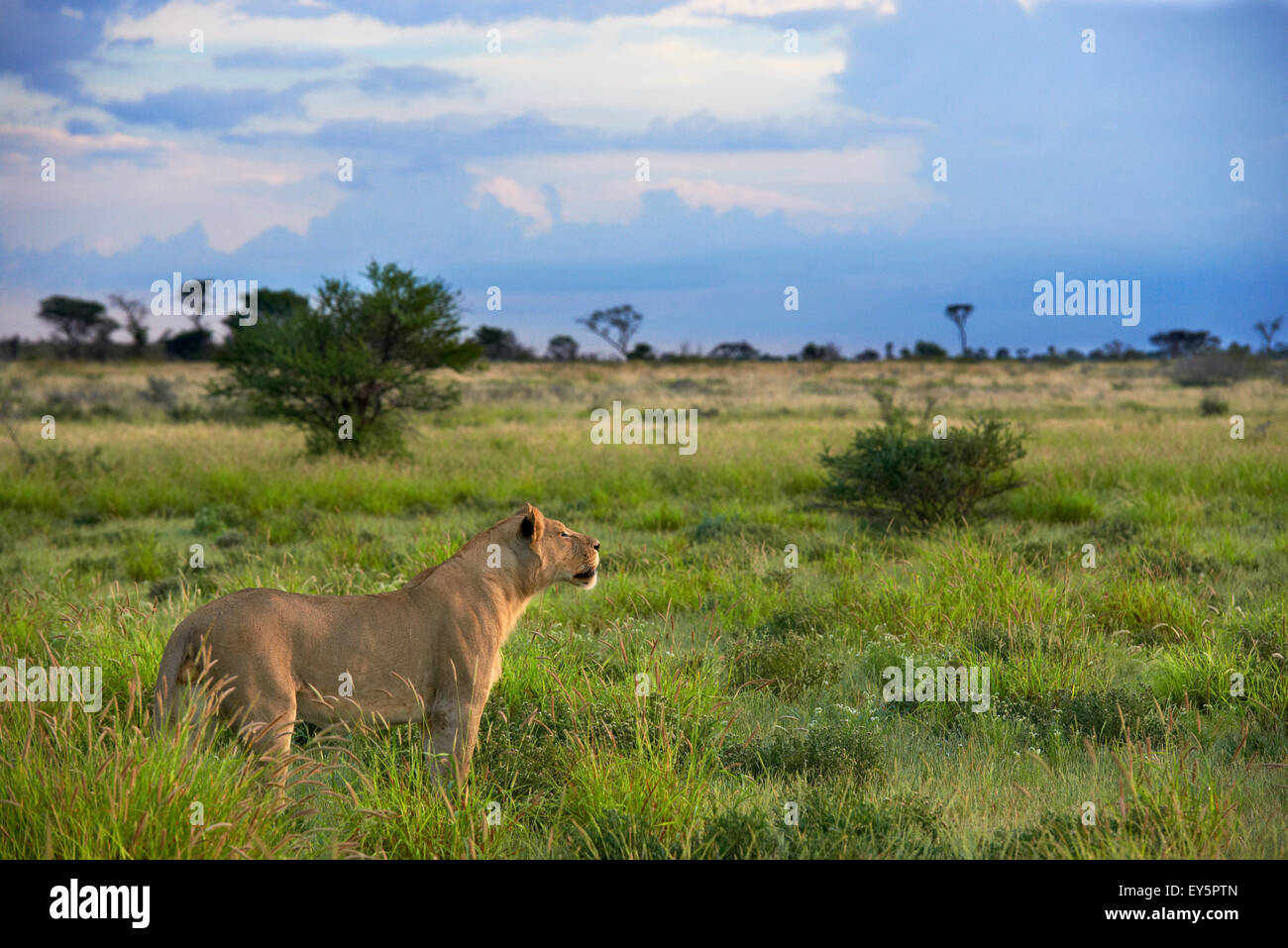 Sub Adult Lion Stock Photos & Sub Adult Lion Stock Images - Alamy