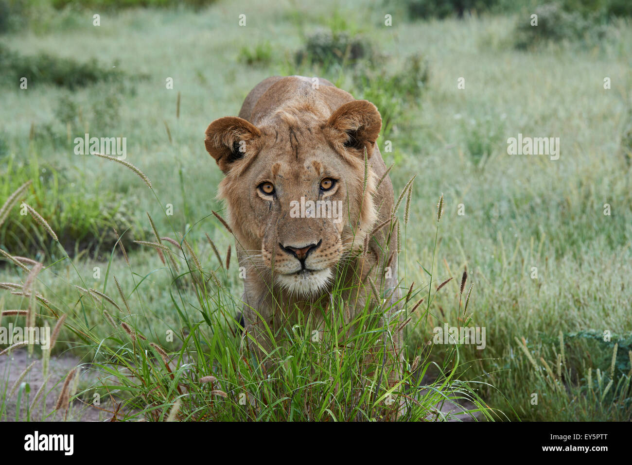 Sub adult male lion in the tall grass - Kalahari Botswana Stock Photo ...