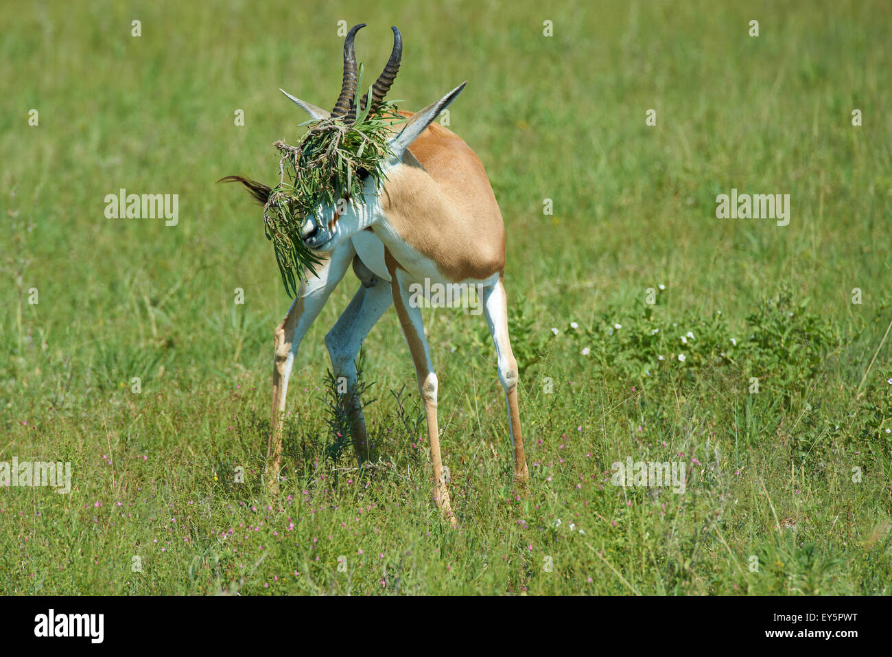 Springbok Head High Resolution Stock Photography and Images - Alamy