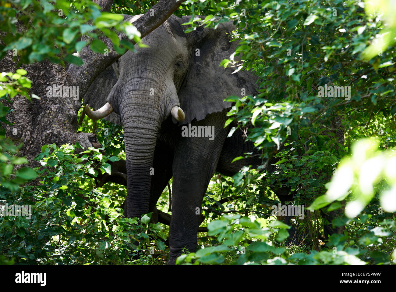 African Elephant in the forest - Moremi Botswana Stock Photo - Alamy