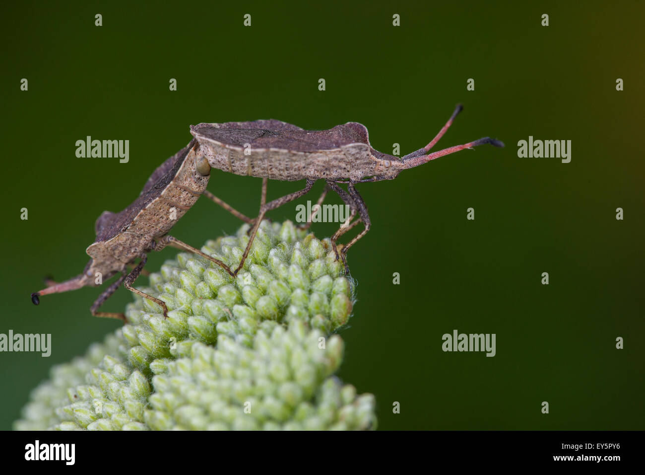 Forest Bugs on inflorescence - France Stock Photo - Alamy
