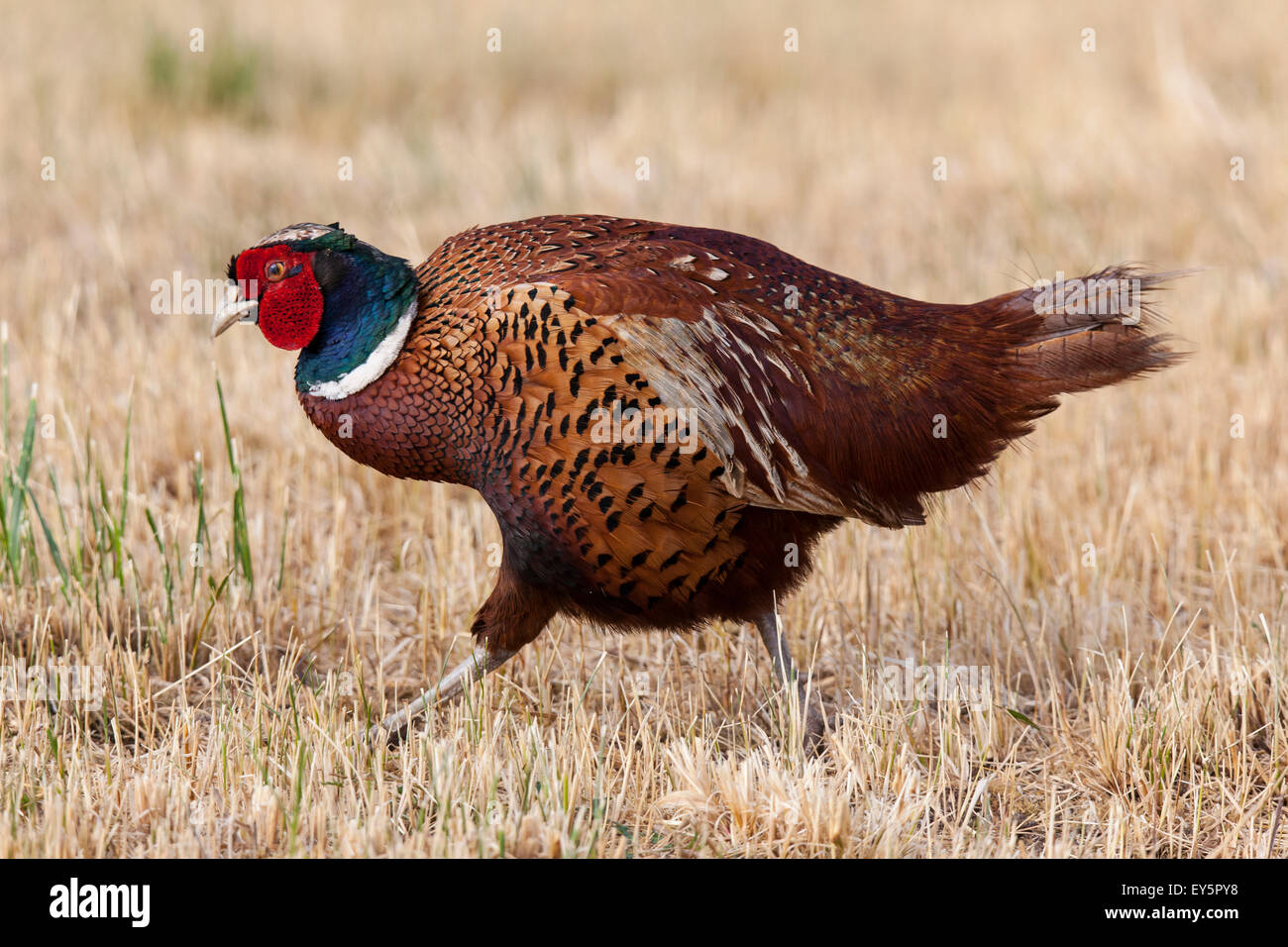 Ring-necked Pheasant male in the dry grass - France Stock Photo - Alamy