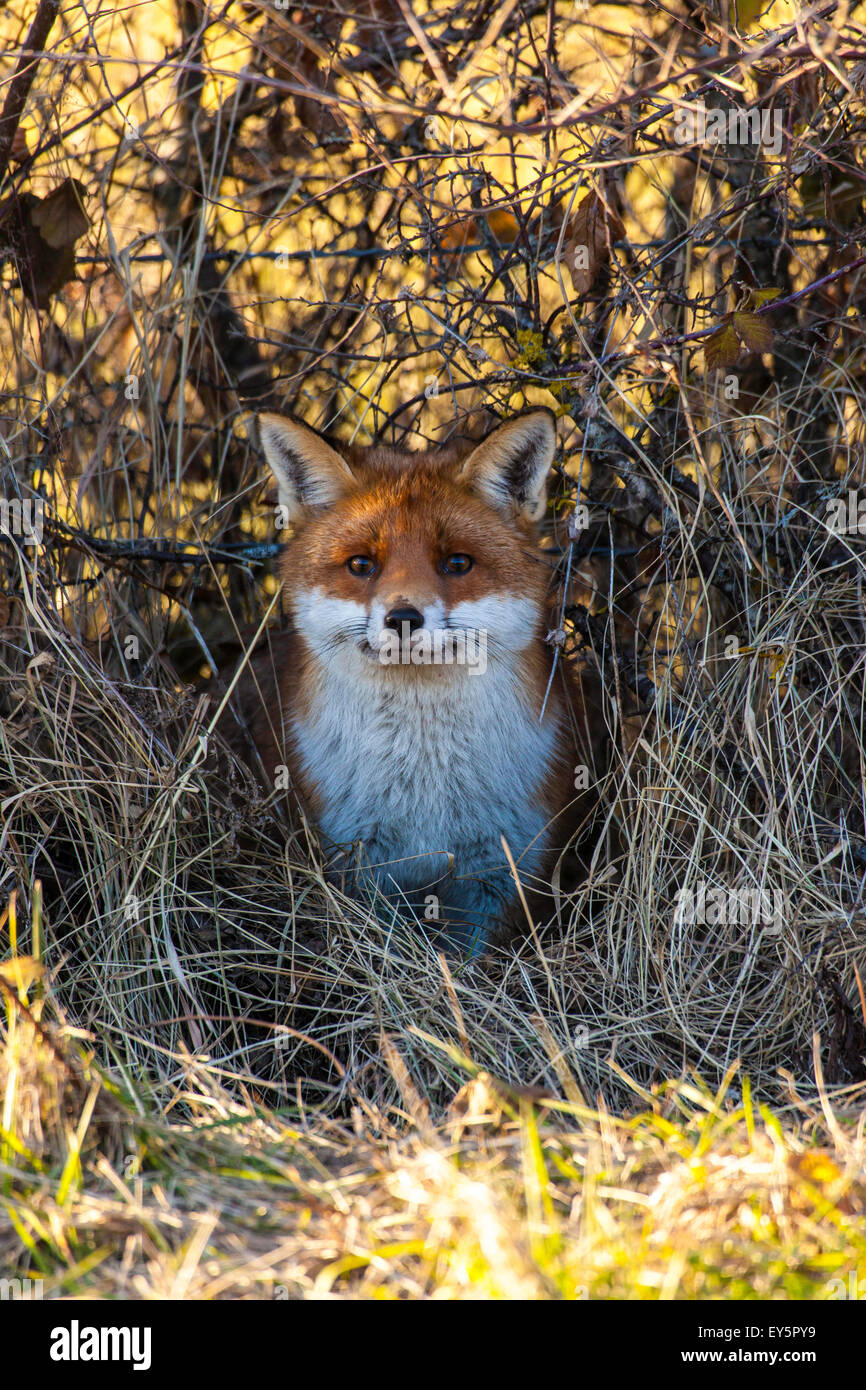 Red fox in the bushes - France Stock Photo - Alamy