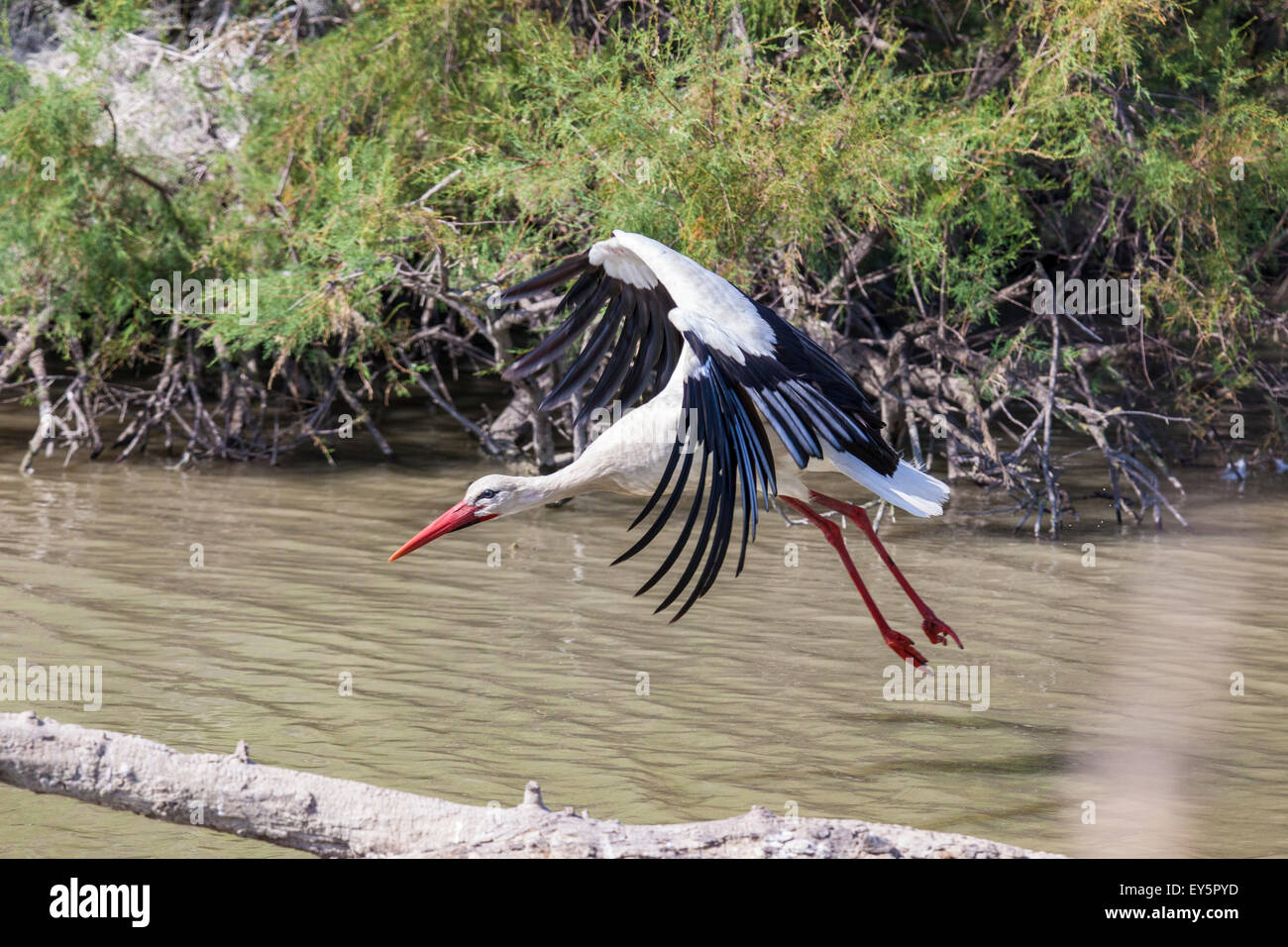 White stork flying over water - Camargue France Stock Photo - Alamy