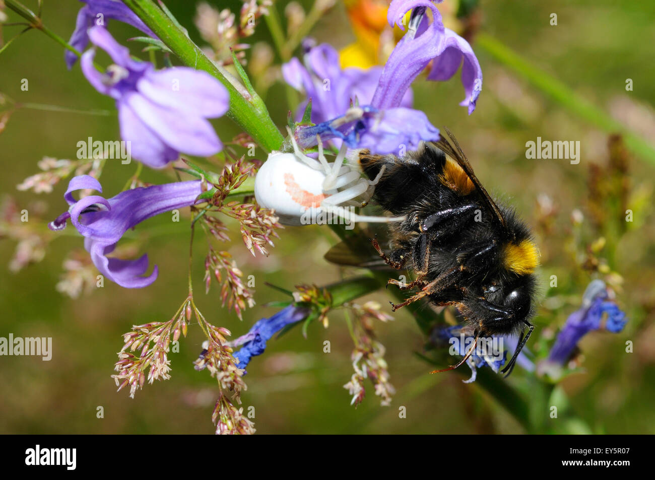 Goldenrod Spider catching Bumblebee - Aquitaine France Stock Photo - Alamy