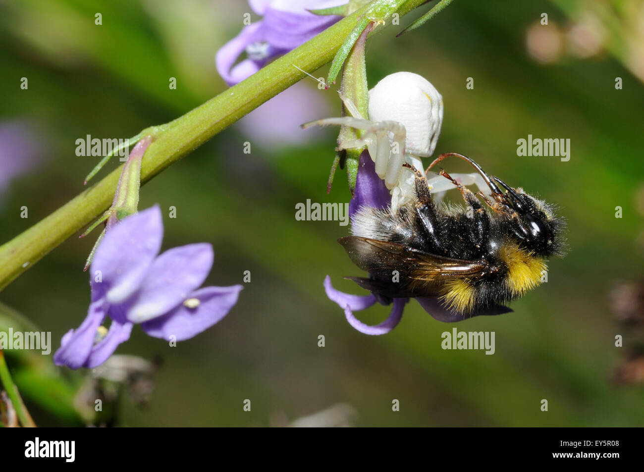 Goldenrod Spider catching Bumblebee - Aquitaine France Stock Photo - Alamy