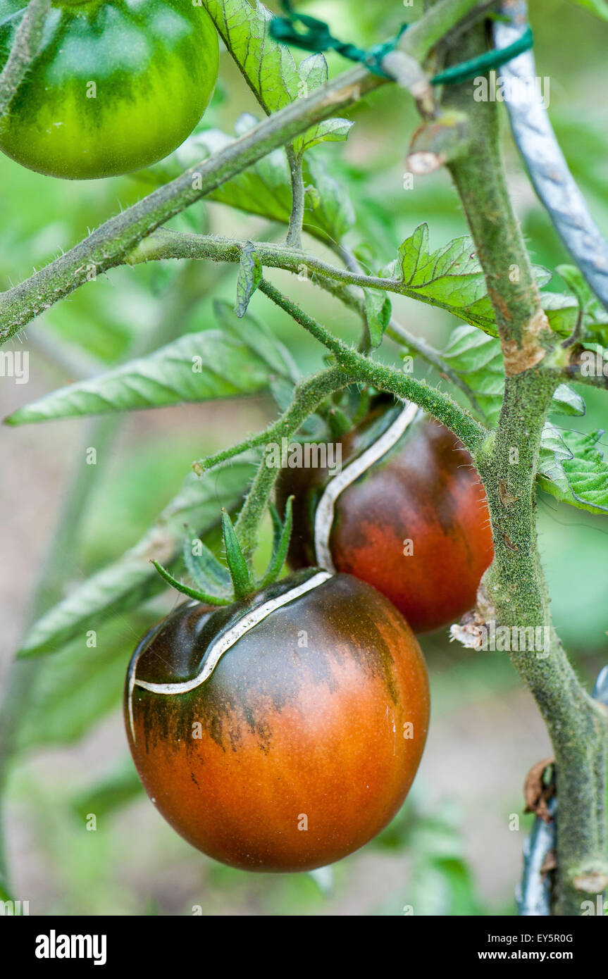 Cracked tomatoes 'Noire de Crimée' in a kitchen garden Stock Photo - Alamy