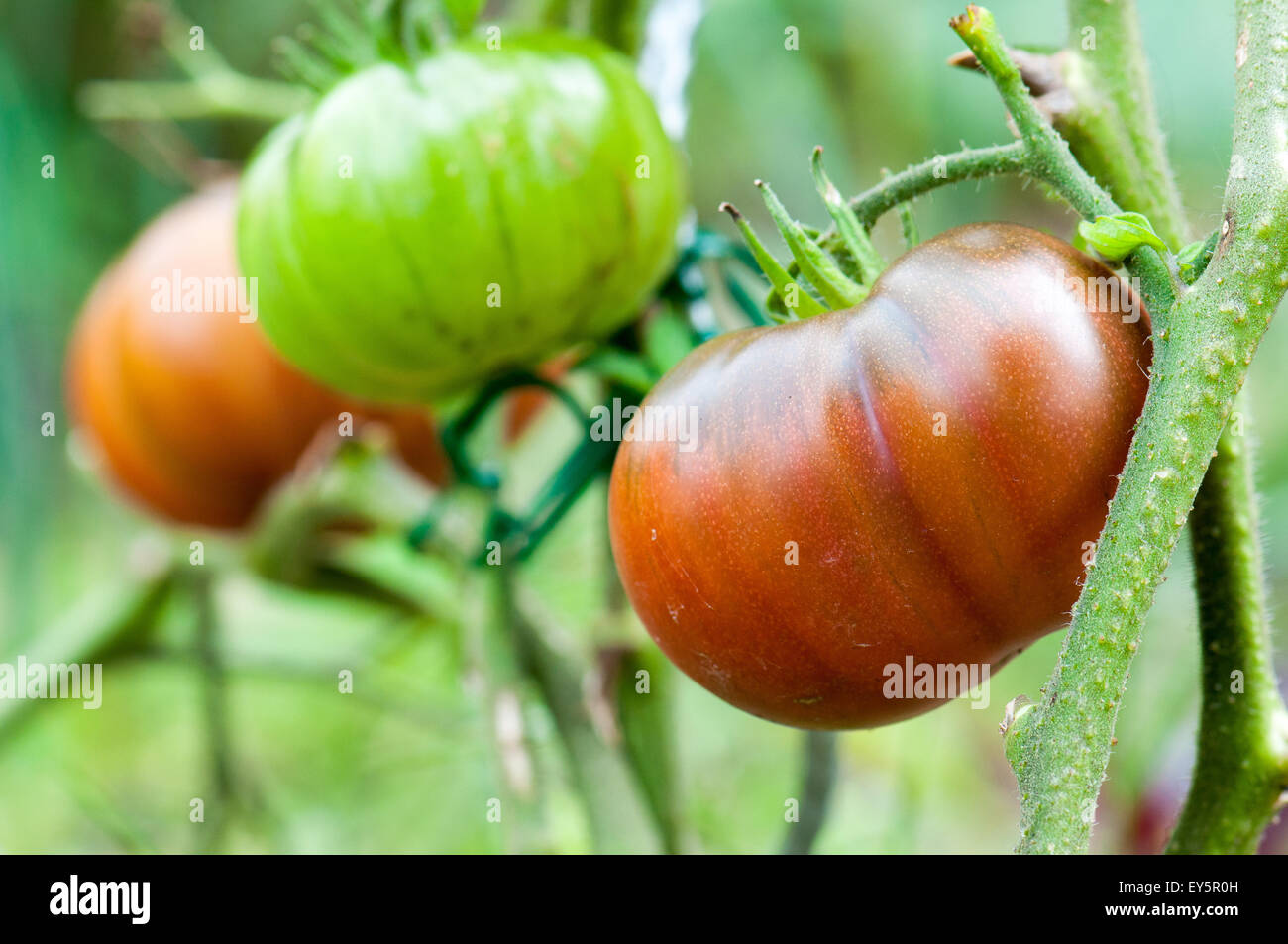 Tomatoes 'Noire de Crimée' in a kitchen garden Stock Photo - Alamy