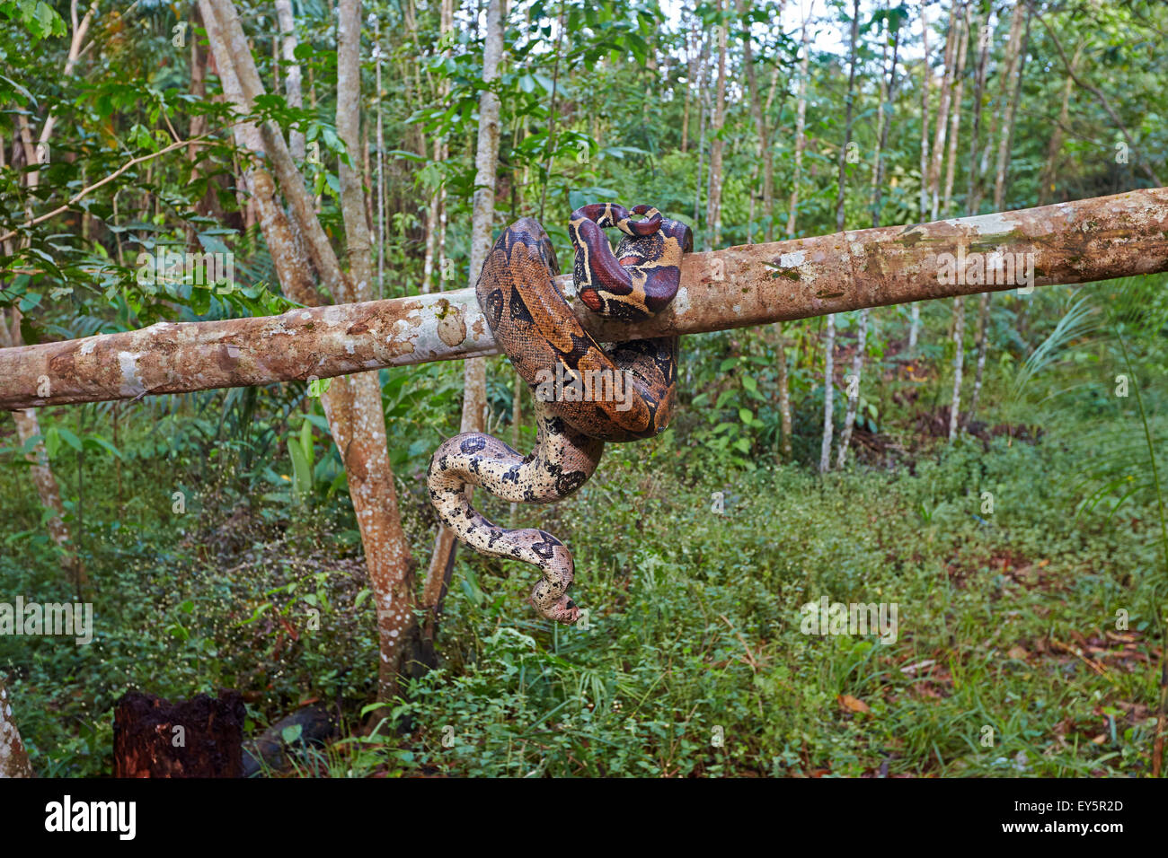 Boa constrictor on a branch - Amazonia Brazil Stock Photo - Alamy