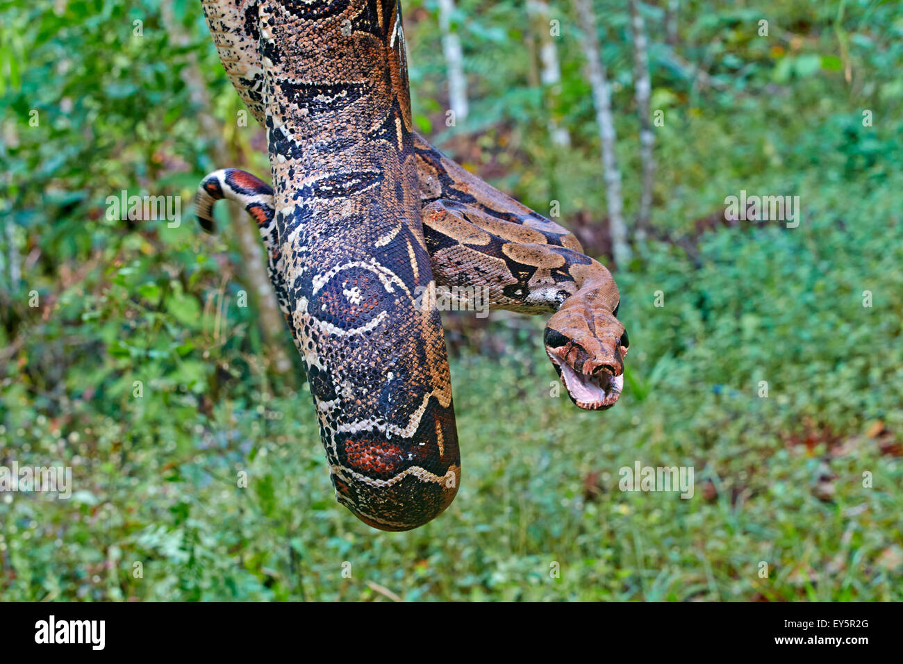 Boa constrictor amazon hi-res stock photography and images - Alamy
