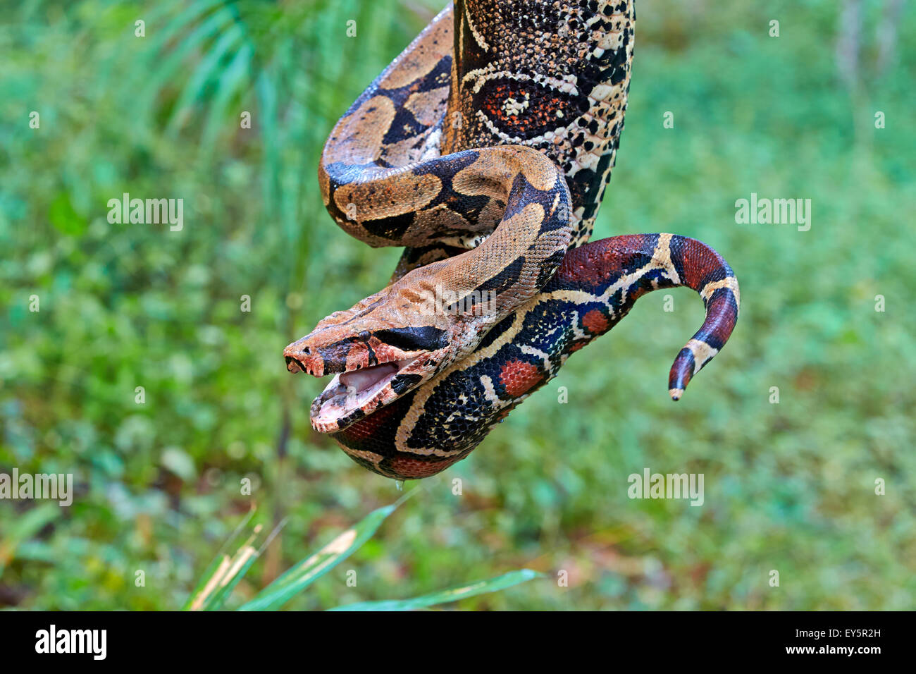 Portrait of Boa constrictor - Amazon river basin Brazil Stock Photo - Alamy