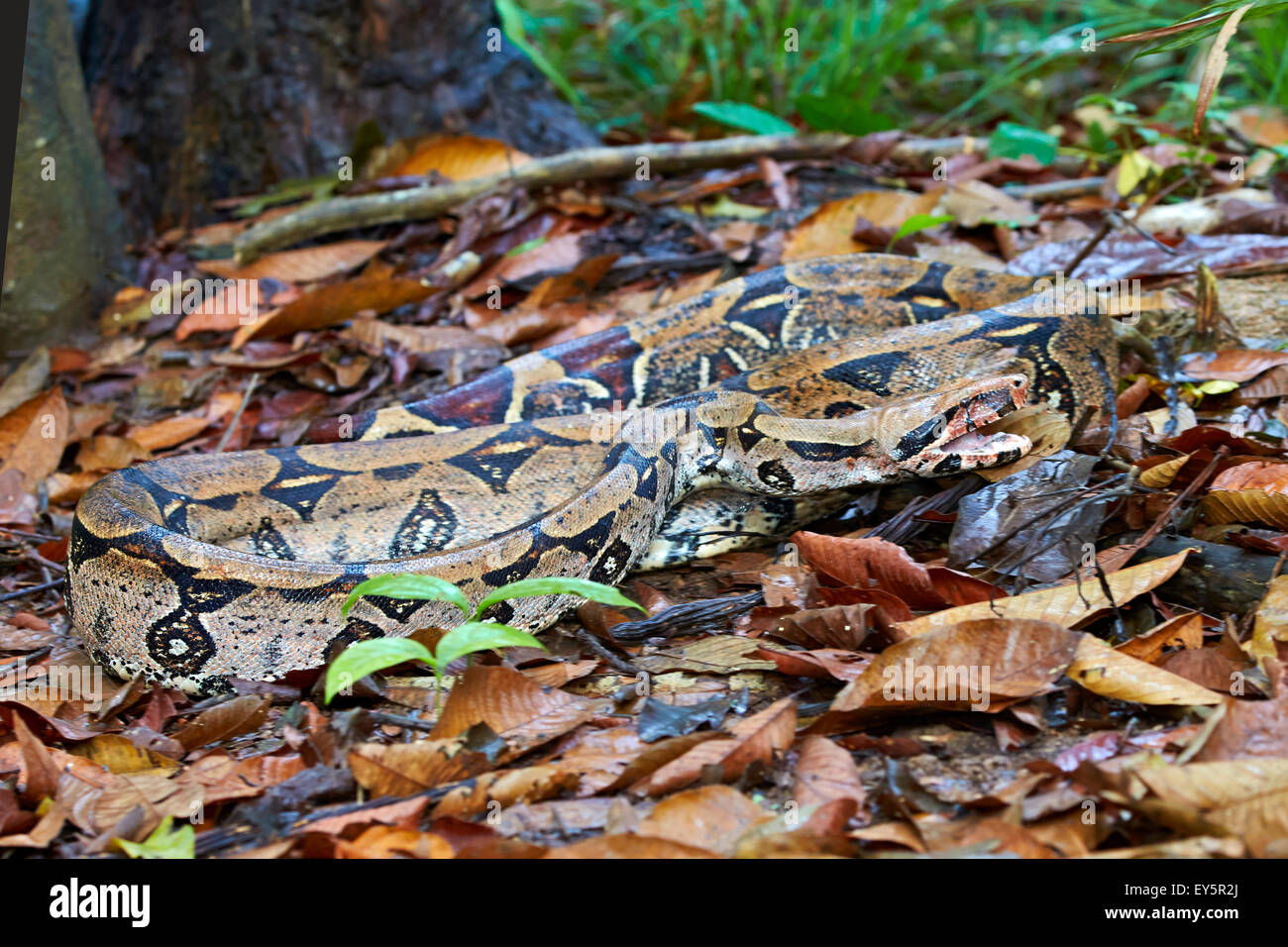 Dead reptile hi-res stock photography and images - Alamy