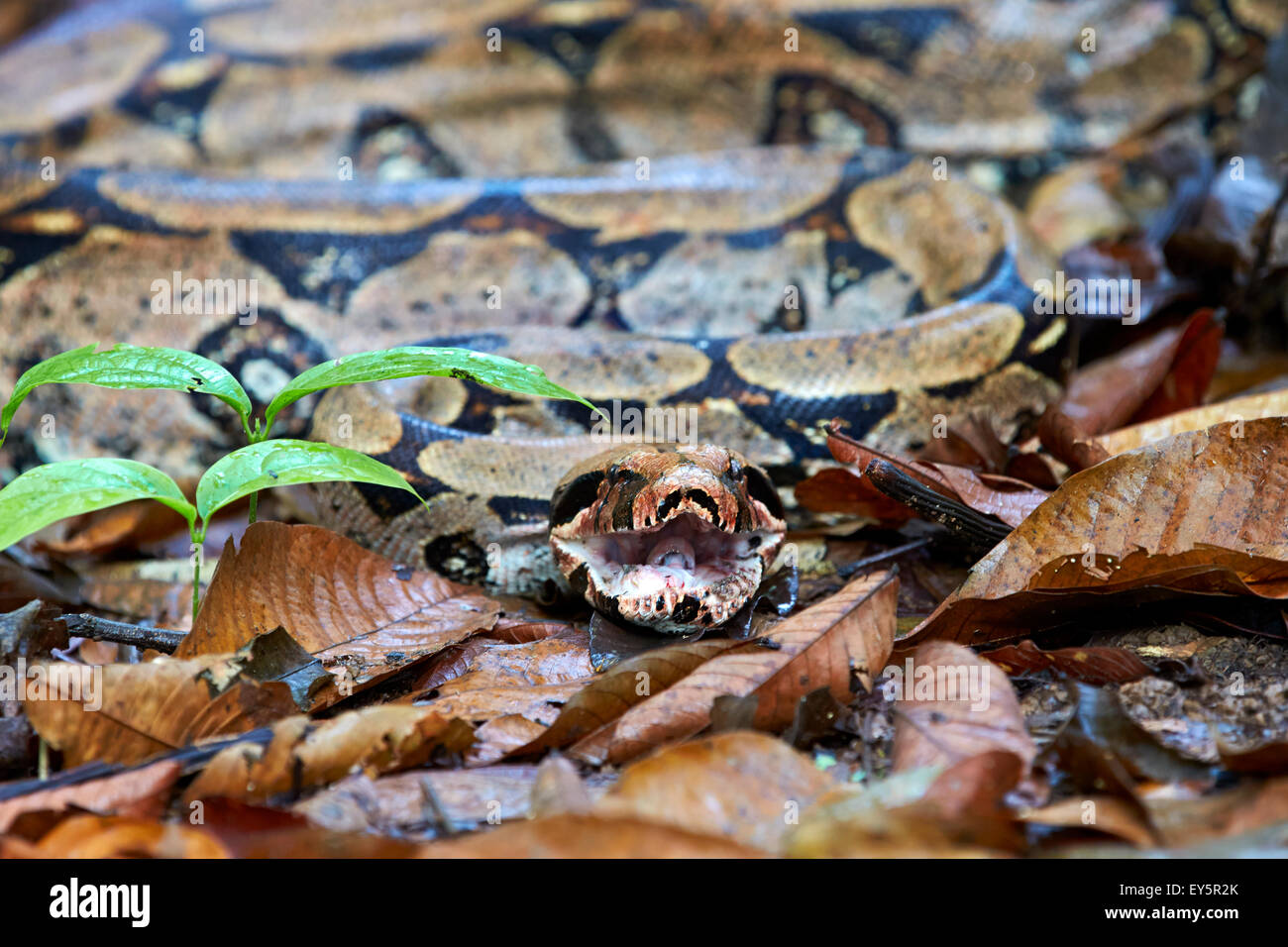 Boa constrictor on dead leaves - Amazon river basin Brazil Stock Photo ...