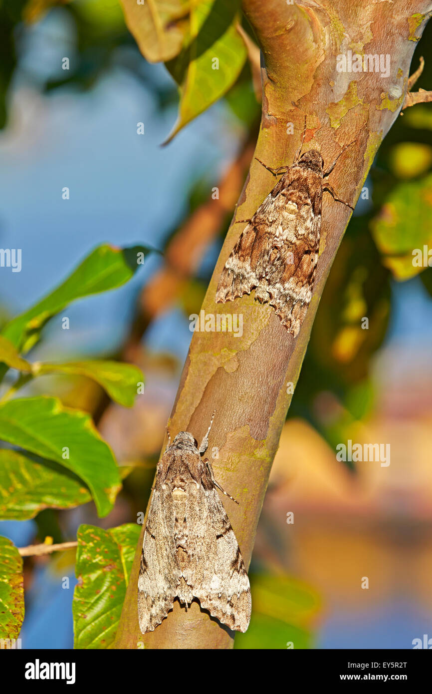 Brazil moths hi-res stock photography and images - Alamy