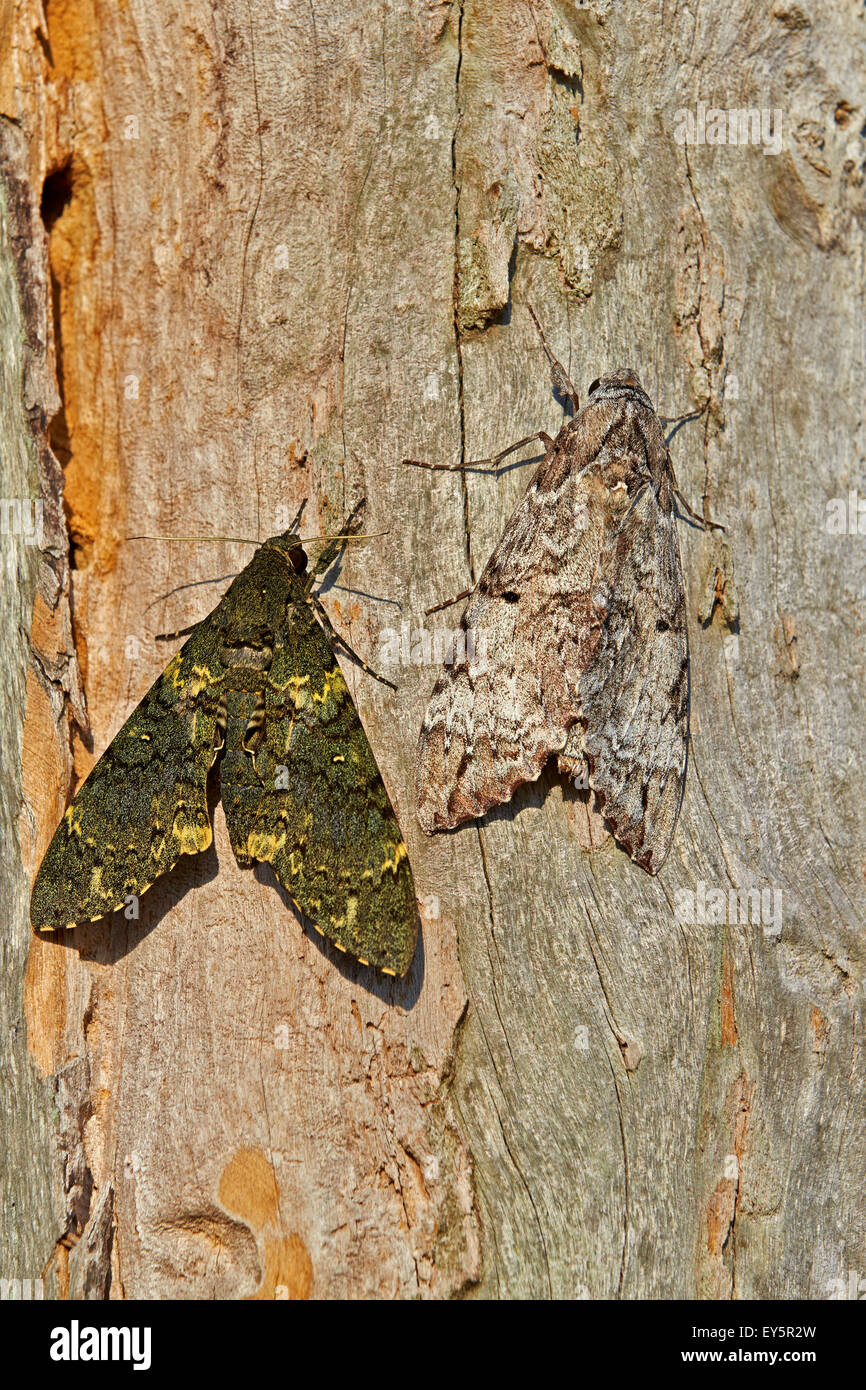 Brazil moths hi-res stock photography and images - Alamy
