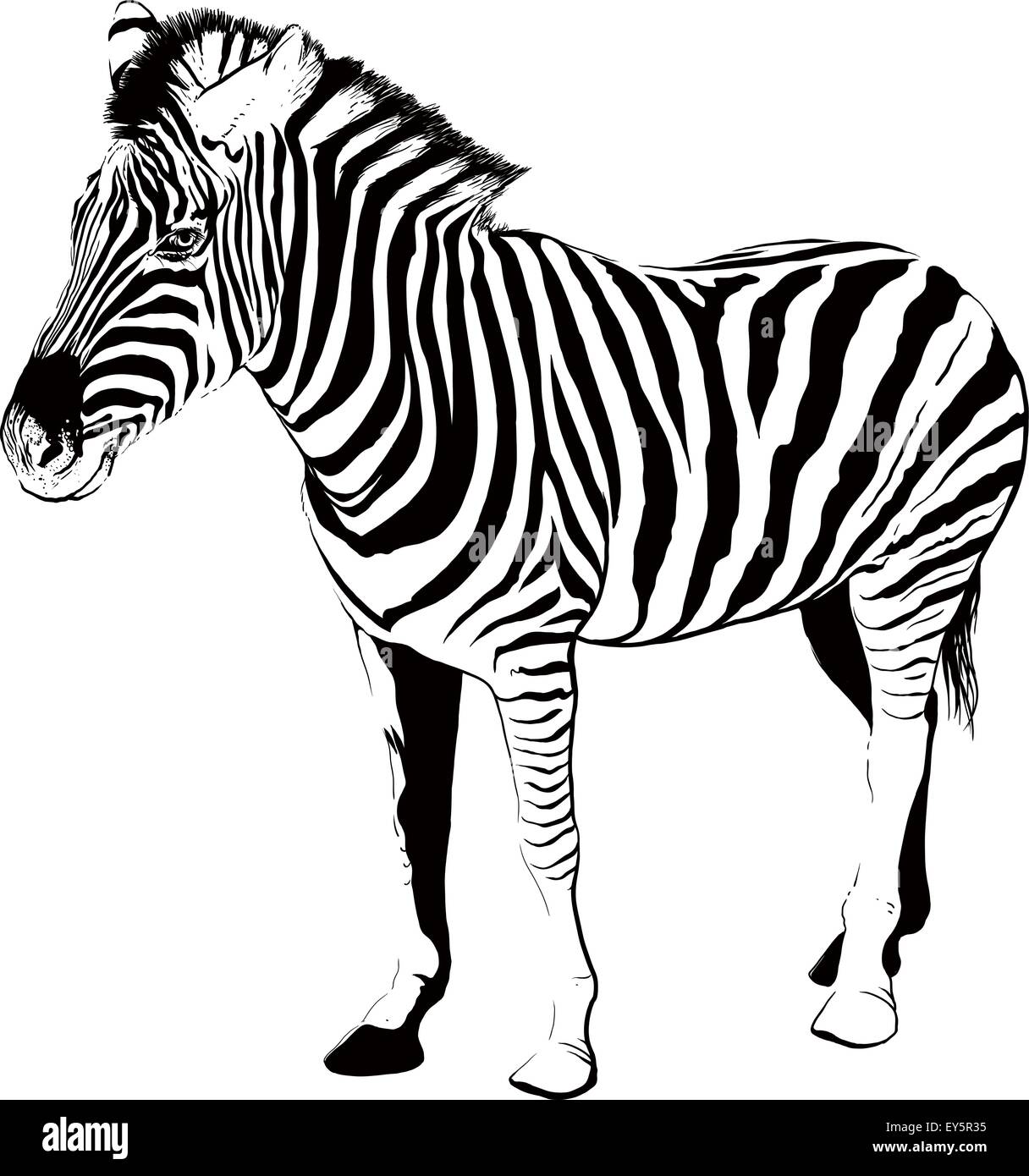 Zebra Teeth Structure