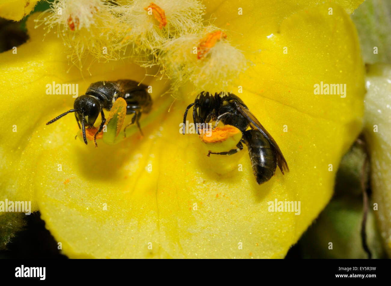 Plasterer Bees on Hoary Mullein - Northern Vosges France Stock Photo ...