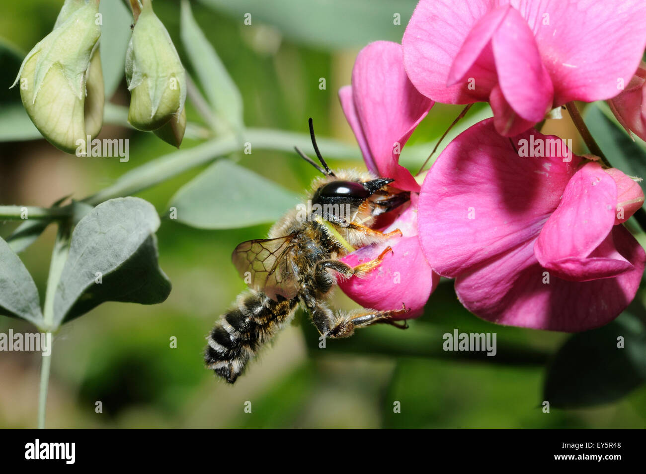Leaf-cutting bee on Sweet pea flower-Northern Vosges France Stock Photo ...
