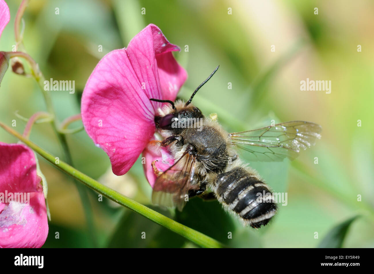Leaf-cutting bee on Sweet pea flower-Northern Vosges France Stock Photo ...