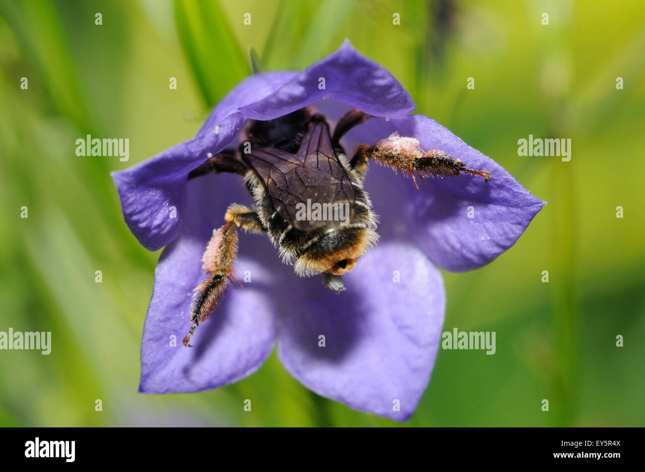 Melitta hi-res stock photography and images - Alamy