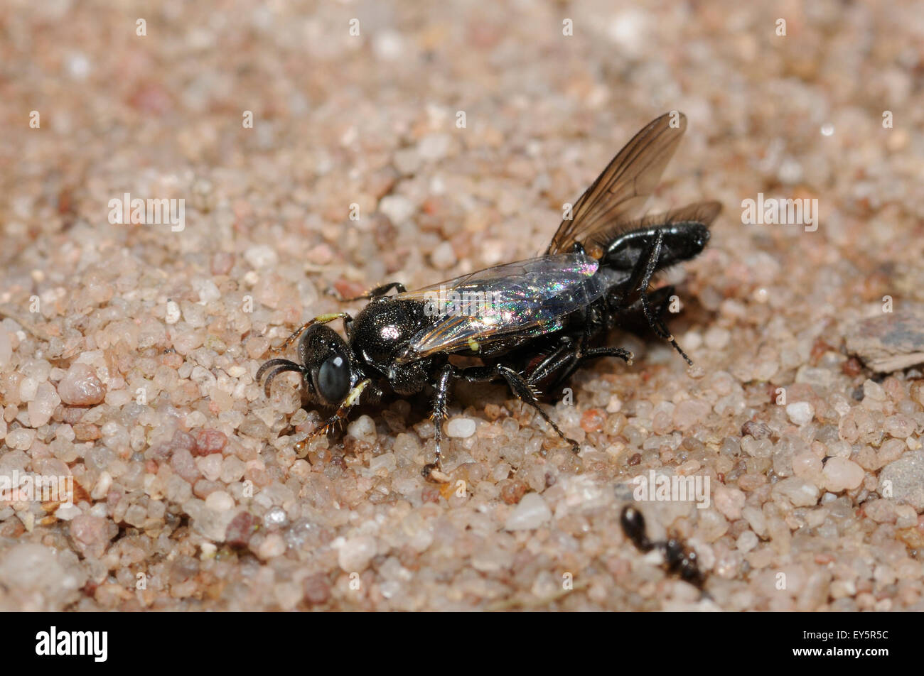 Digger wasp and prey digging a tunnel - Northern Vosges Stock Photo - Alamy