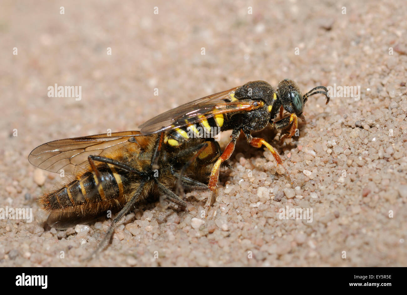 Digger wasp and prey digging a tunnel - Northern Vosges Stock Photo - Alamy
