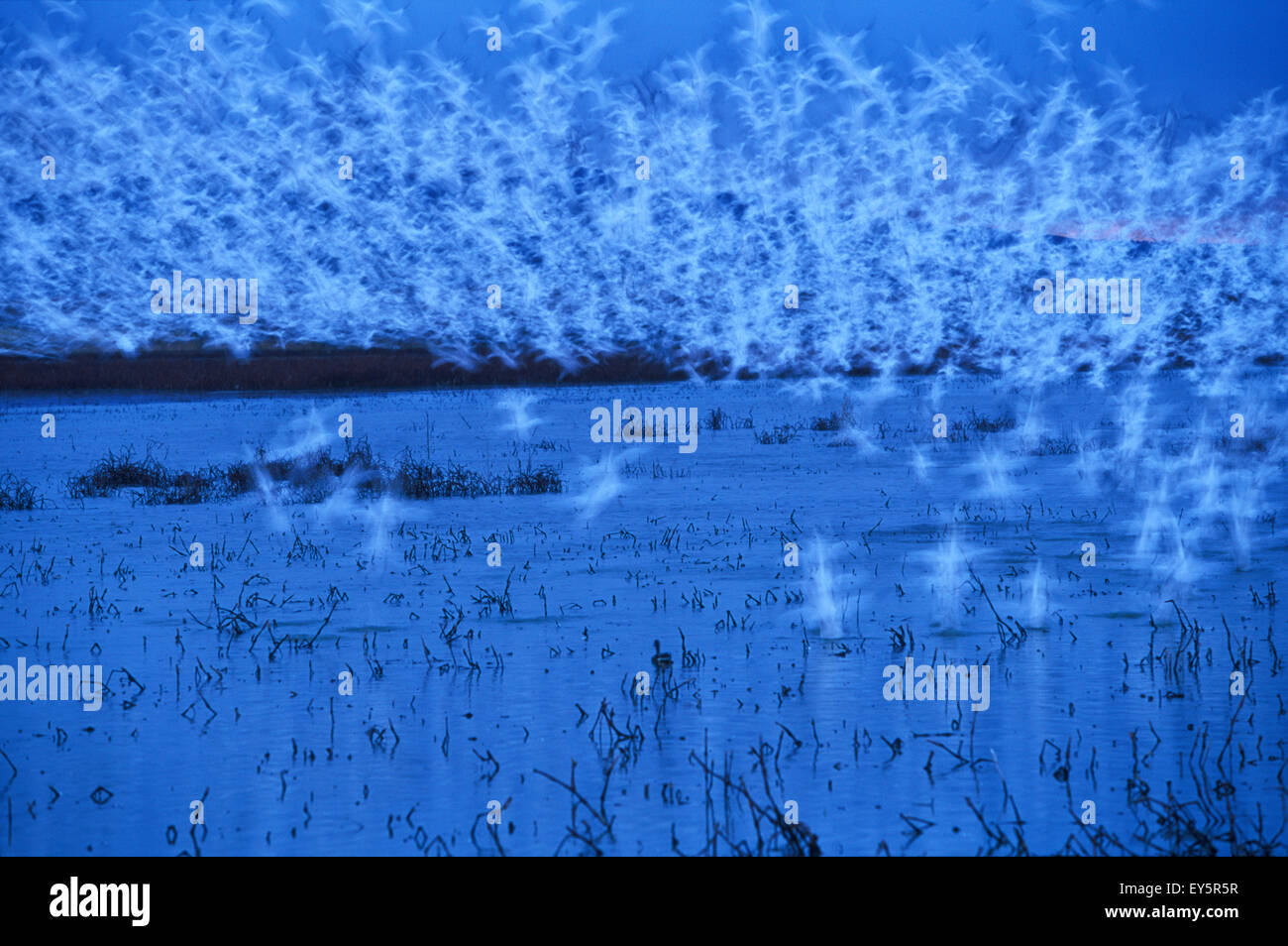 Snow Geese in flight at twilight Stock Photo - Alamy