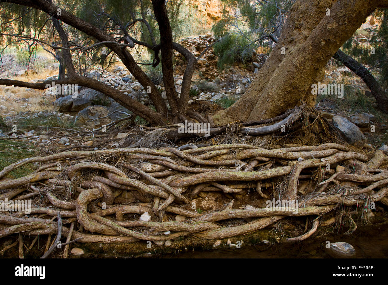 Roots of tree in the Namib-Naukluft Park - Namibia Stock Photo - Alamy