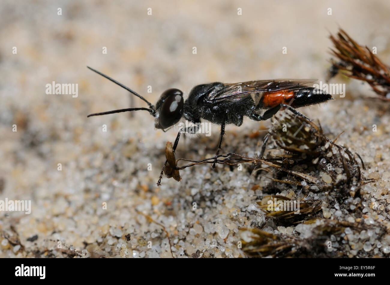 Digger wasp on sand - Aquitaine France Stock Photo - Alamy