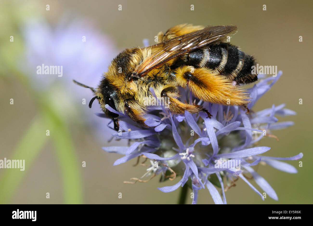 Solitary bee on sheep's-bit flower - Aquitaine France Stock Photo - Alamy