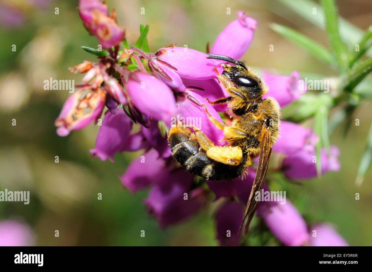 Mining Bee on Heather - Aquitaine France Stock Photo - Alamy