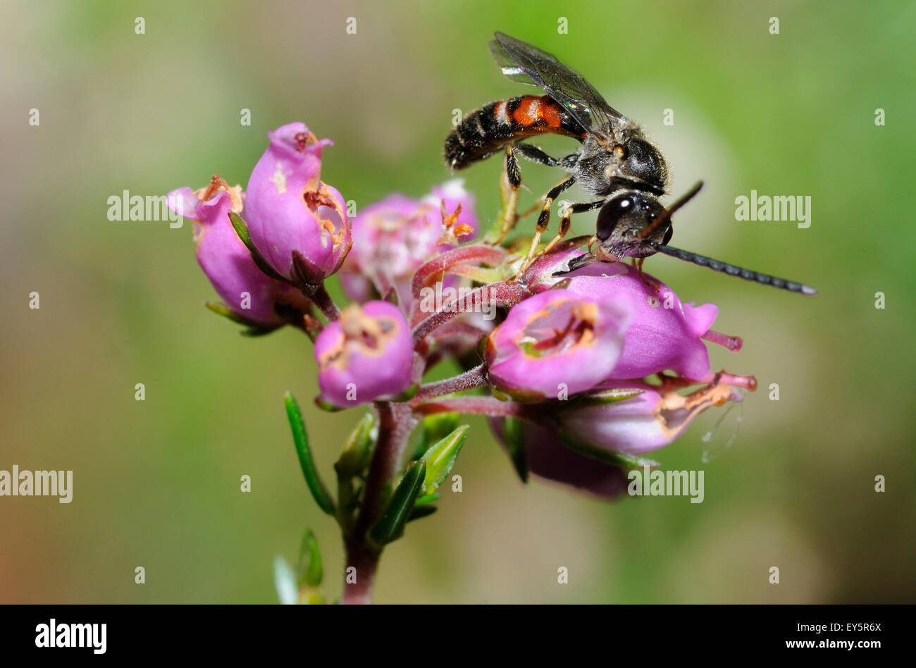Mining Bee on Heather - Aquitaine France Stock Photo - Alamy