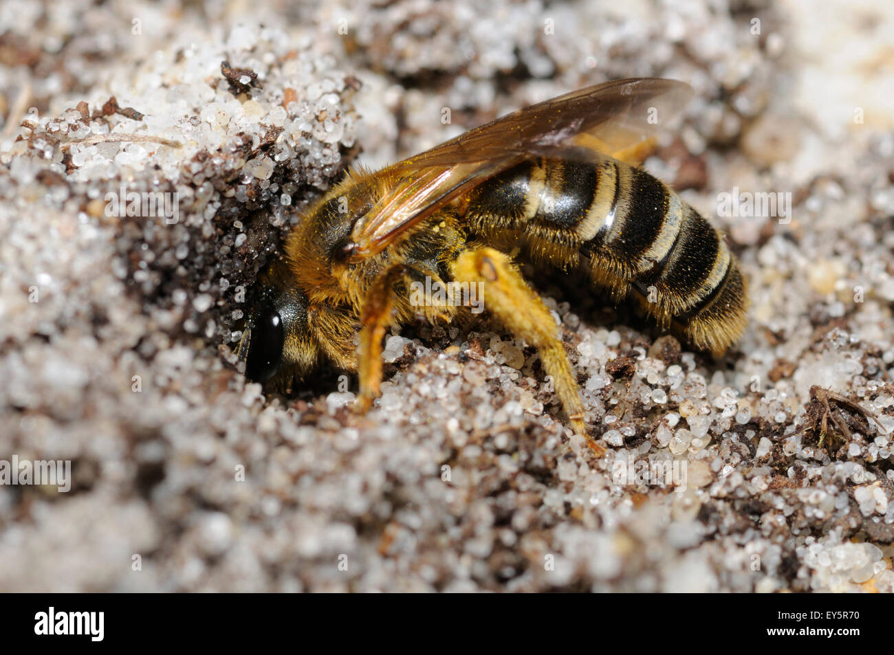 Sand bee hi-res stock photography and images - Alamy