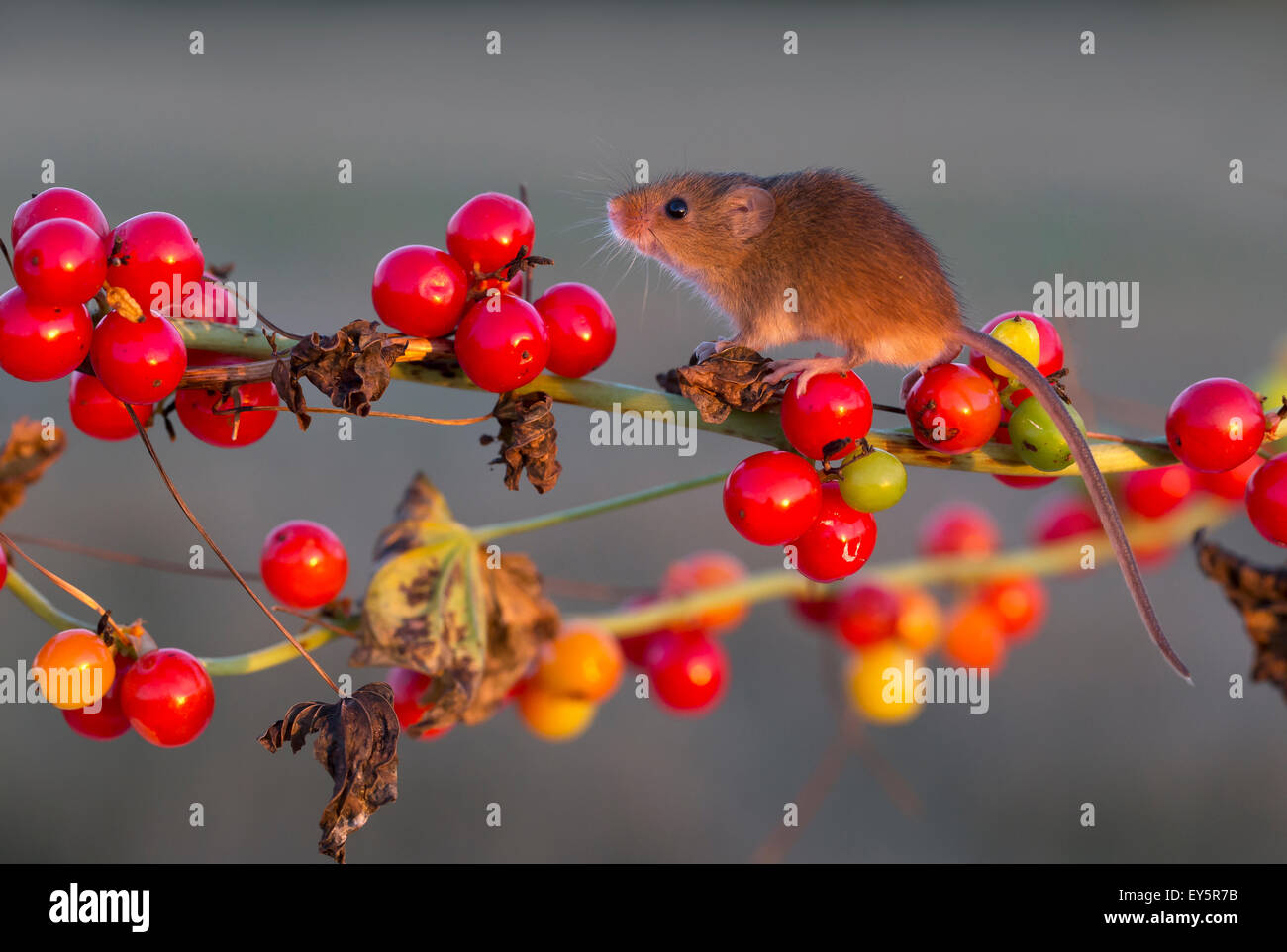 Autumn mouse hi-res stock photography and images - Alamy