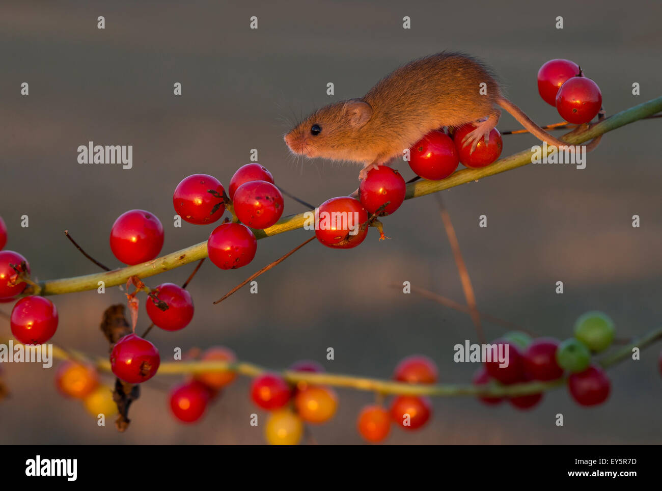 Autumn mouse hi-res stock photography and images - Alamy
