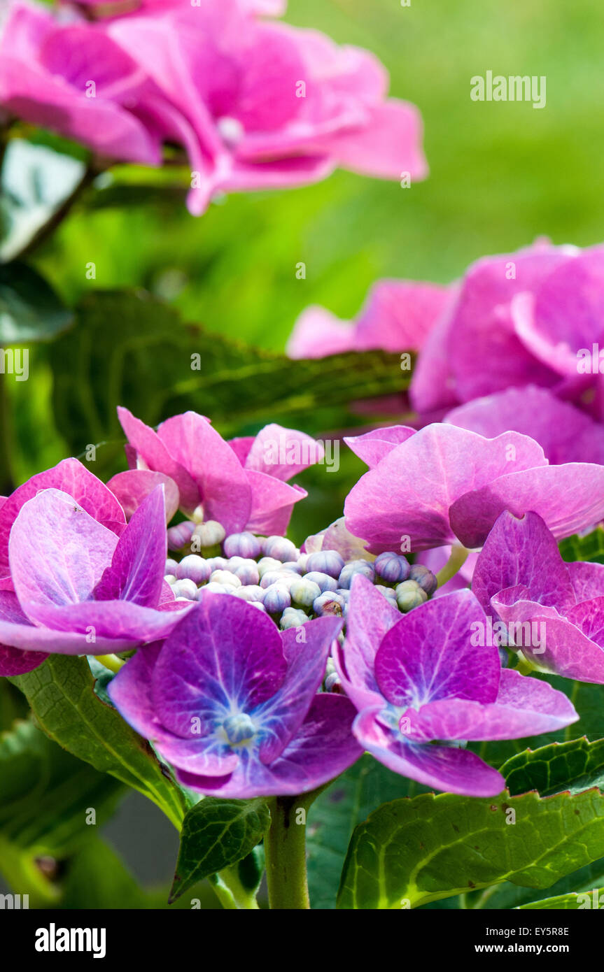 Smooth hydrangea in bloom in a garden Stock Photo - Alamy