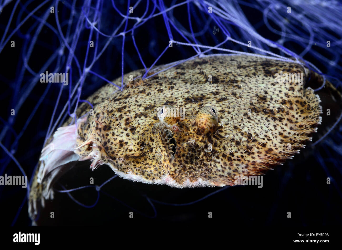 Flat fish in a fishing net - Mediterranean Sea Spain Stock Photo - Alamy