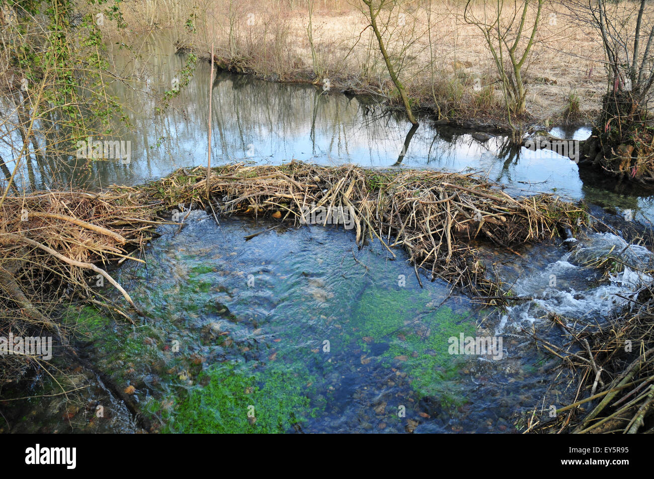 Beaver dam river hi-res stock photography and images - Alamy