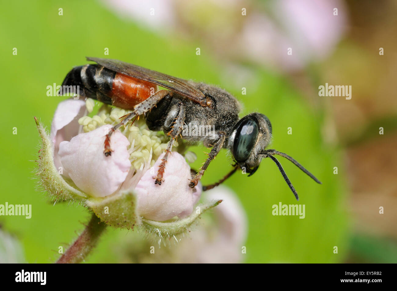 Panzer's Tachyte on Bamble flower - Northern Vosges France Stock Photo ...