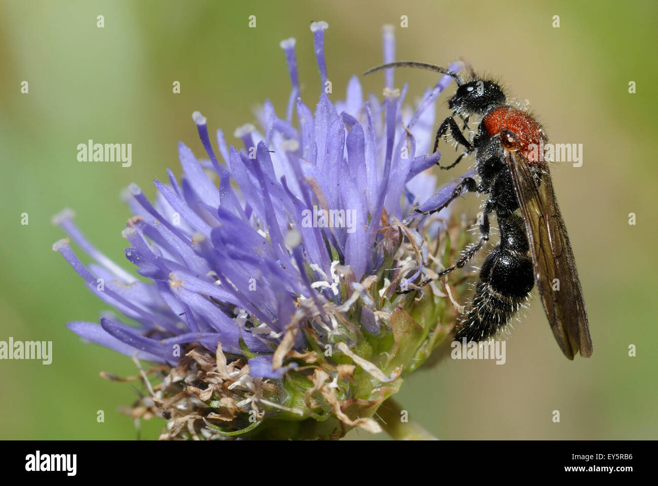 Velvet Ant High Resolution Stock Photography and Images - Alamy
