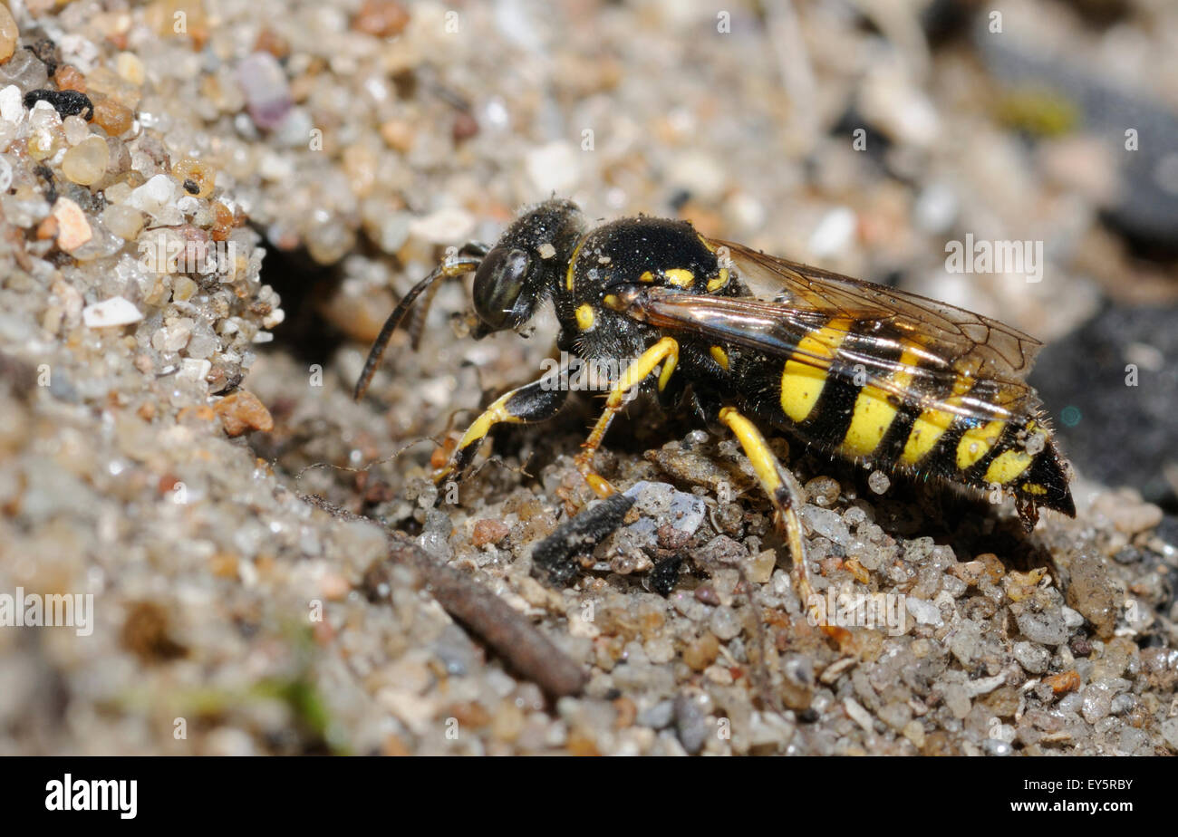 Digger wasp insect hi-res stock photography and images - Alamy