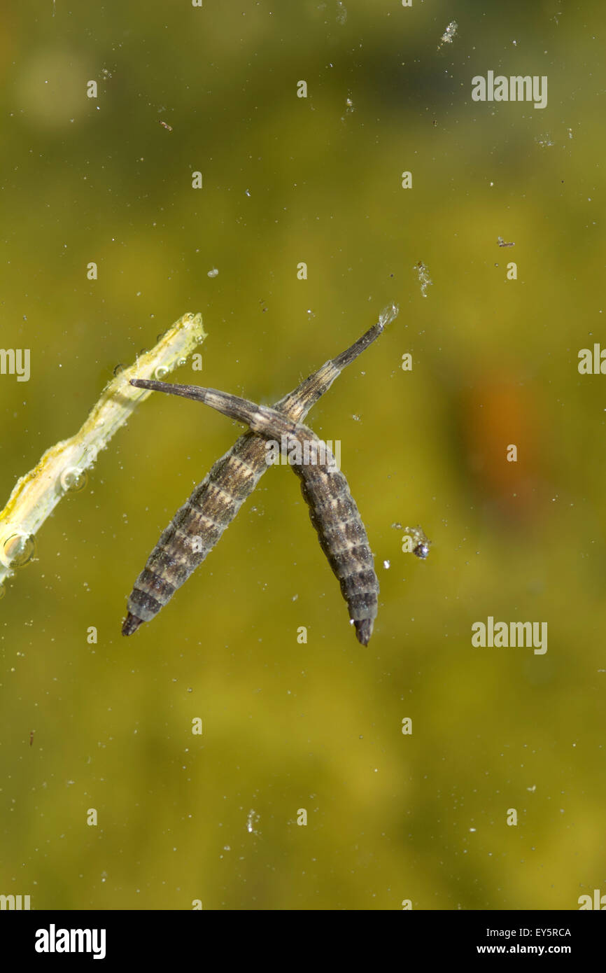 Aquatic larvae Fly soldier - Ardèche France Stock Photo - Alamy